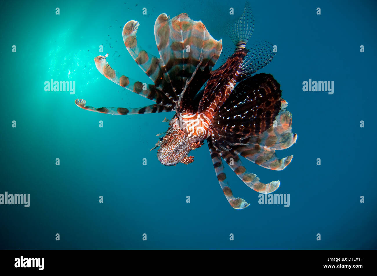 Lionfish commun pterois volitans mer rouge Banque de photographies et d ...