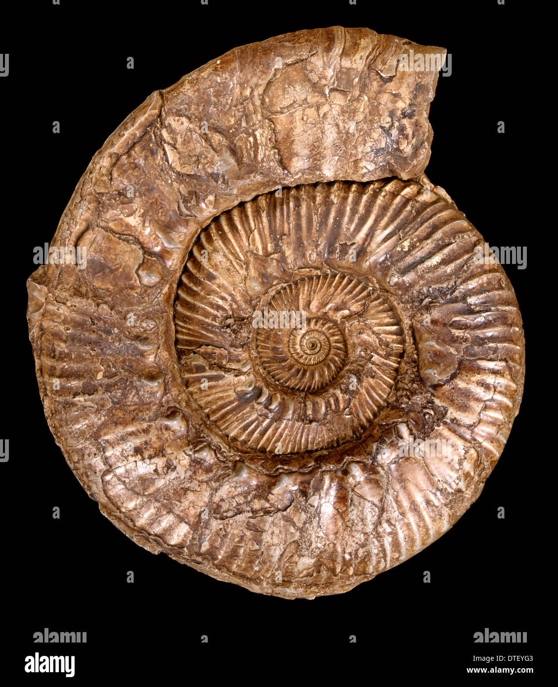 Ammonitida Ammonite Banque d'image et photos - Alamy