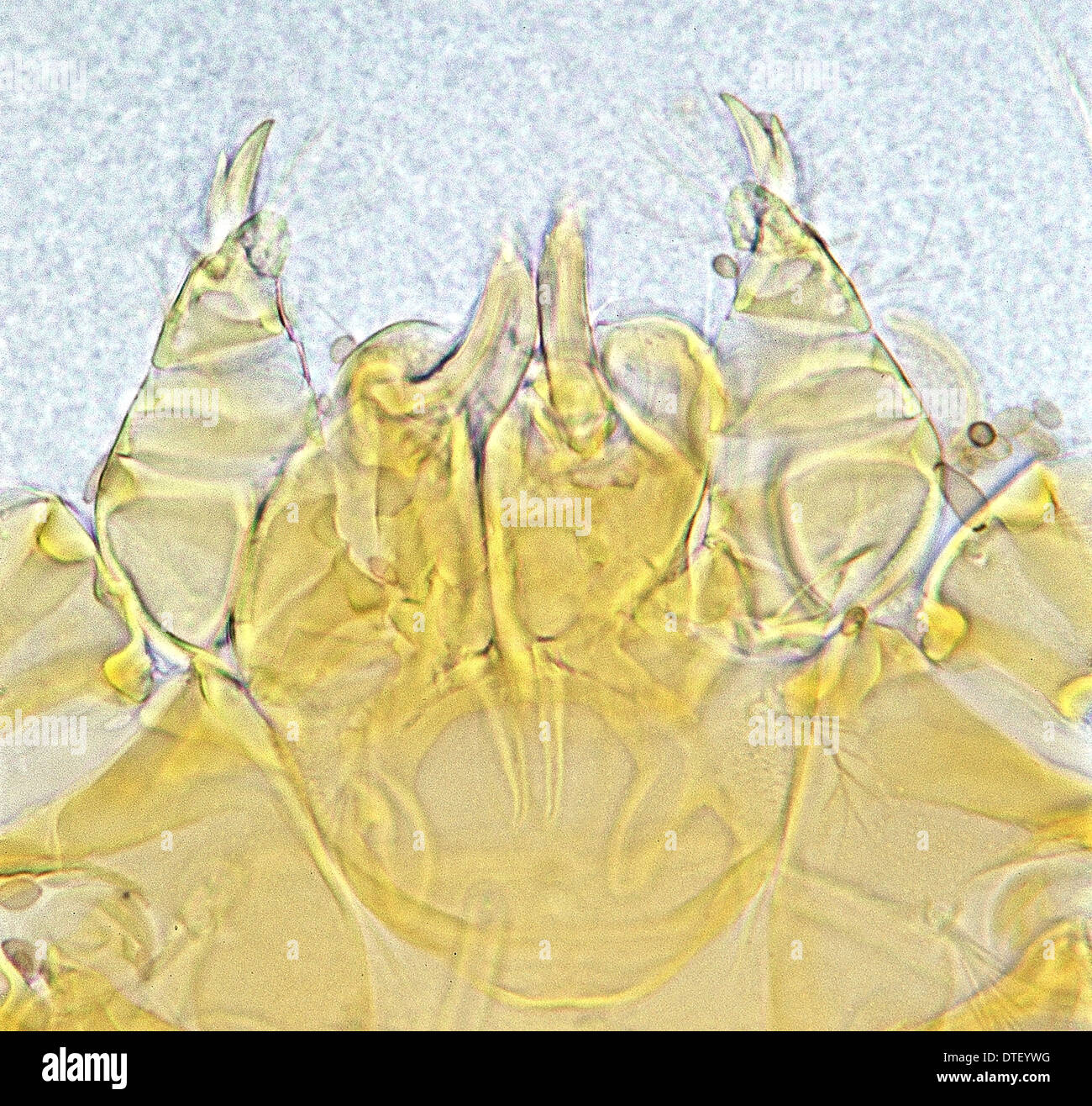 Neotrombicula autumnalis Banque de photographies et d’images à haute ...