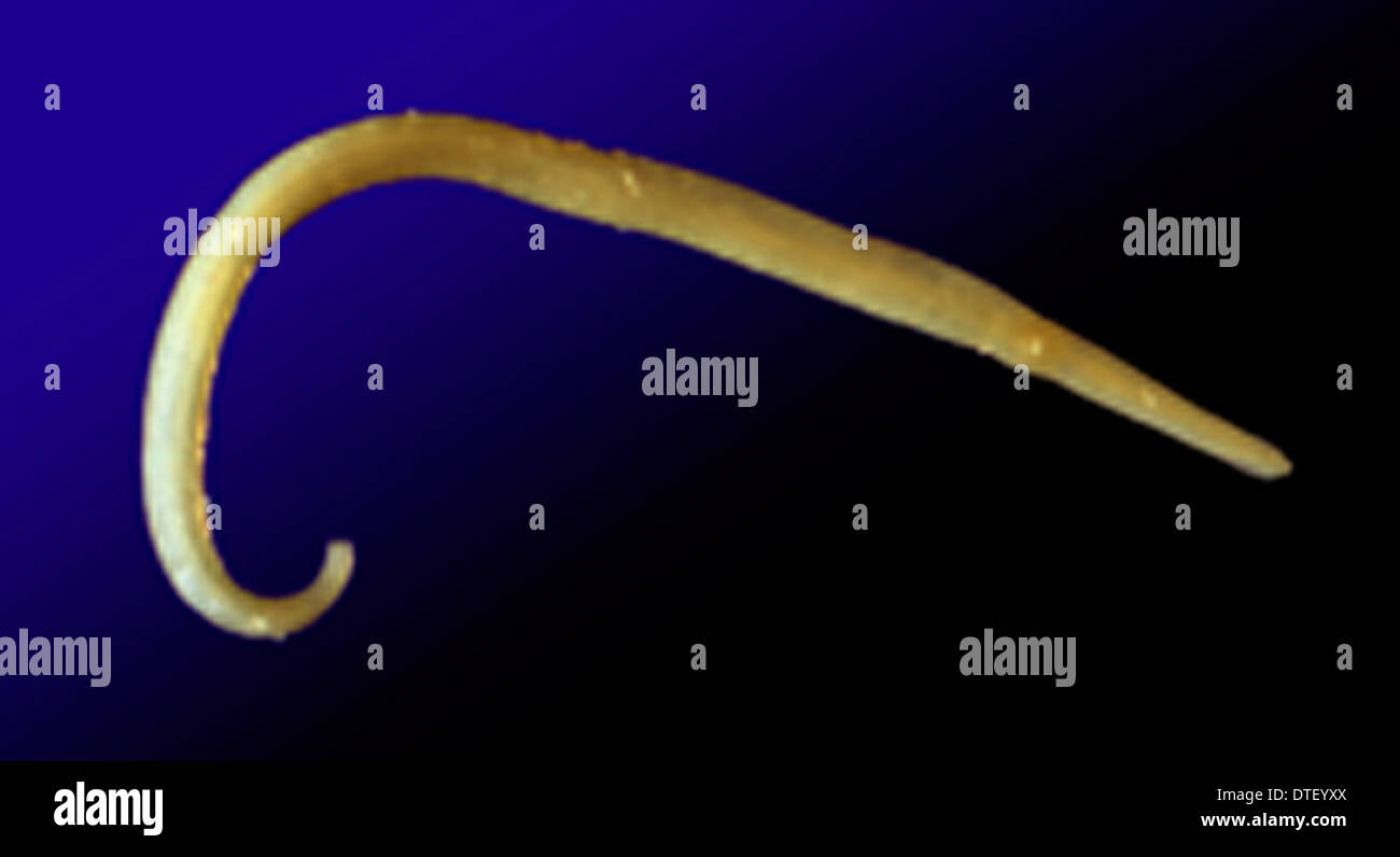 Ver parasite Banque de photographies et d’images à haute résolution - Alamy