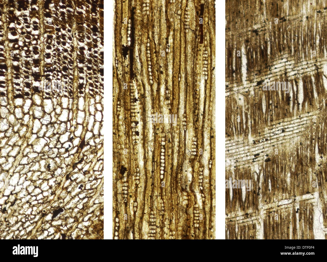 Fossile cénozoïque Banque de photographies et d’images à haute ...