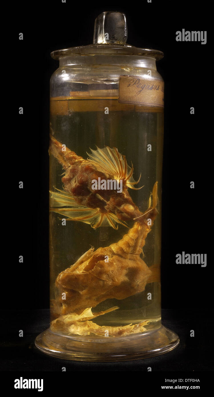 Pegasus fish Banque de photographies et d’images à haute résolution - Alamy