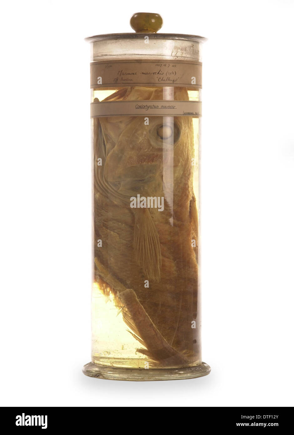 Grenadier de poisson Banque de photographies et d’images à haute ...