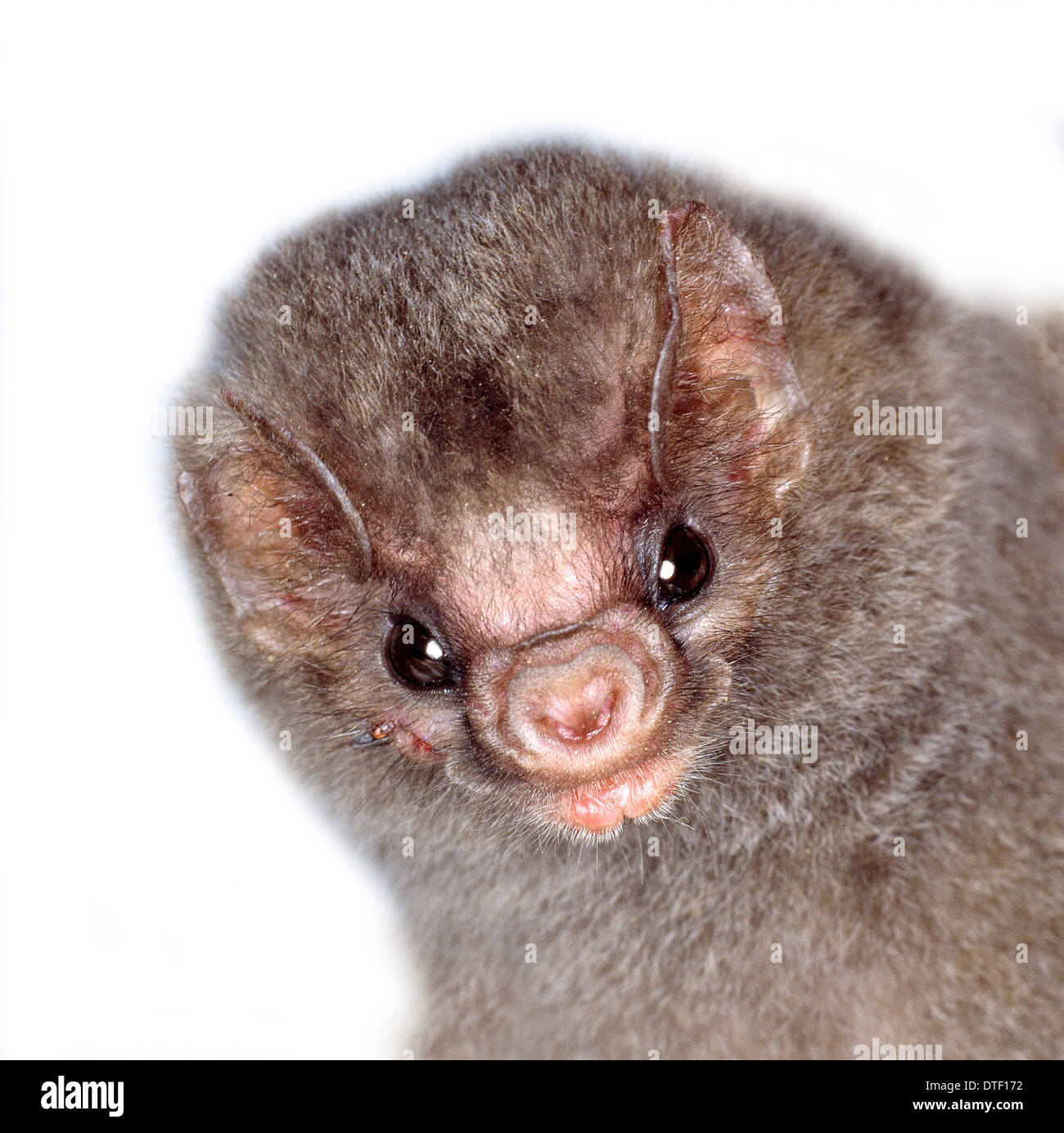 Hairy legged vampire bat Banque de photographies et d’images à haute ...