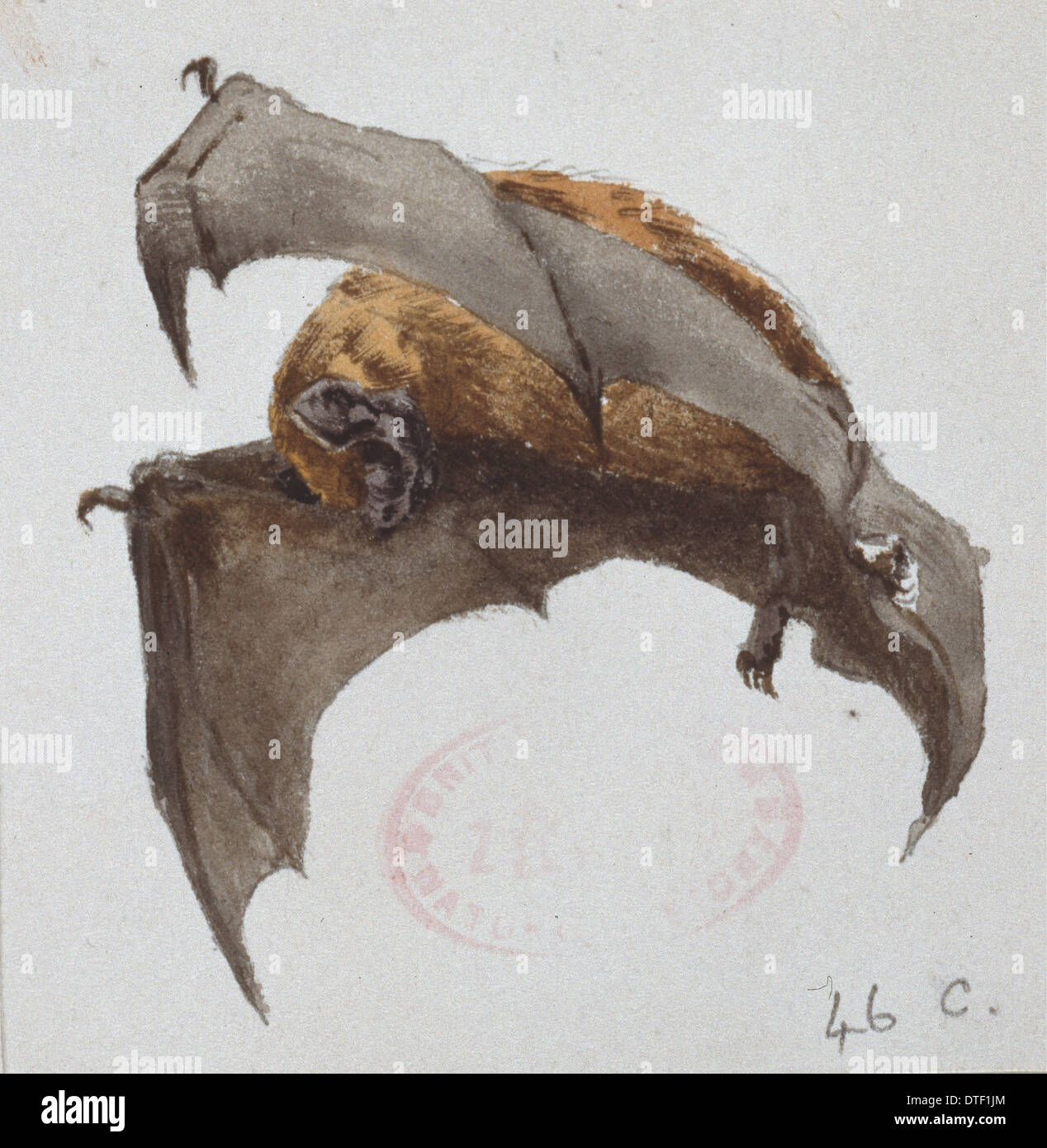 Noctule nyctalus noctula Banque de photographies et d’images à haute ...