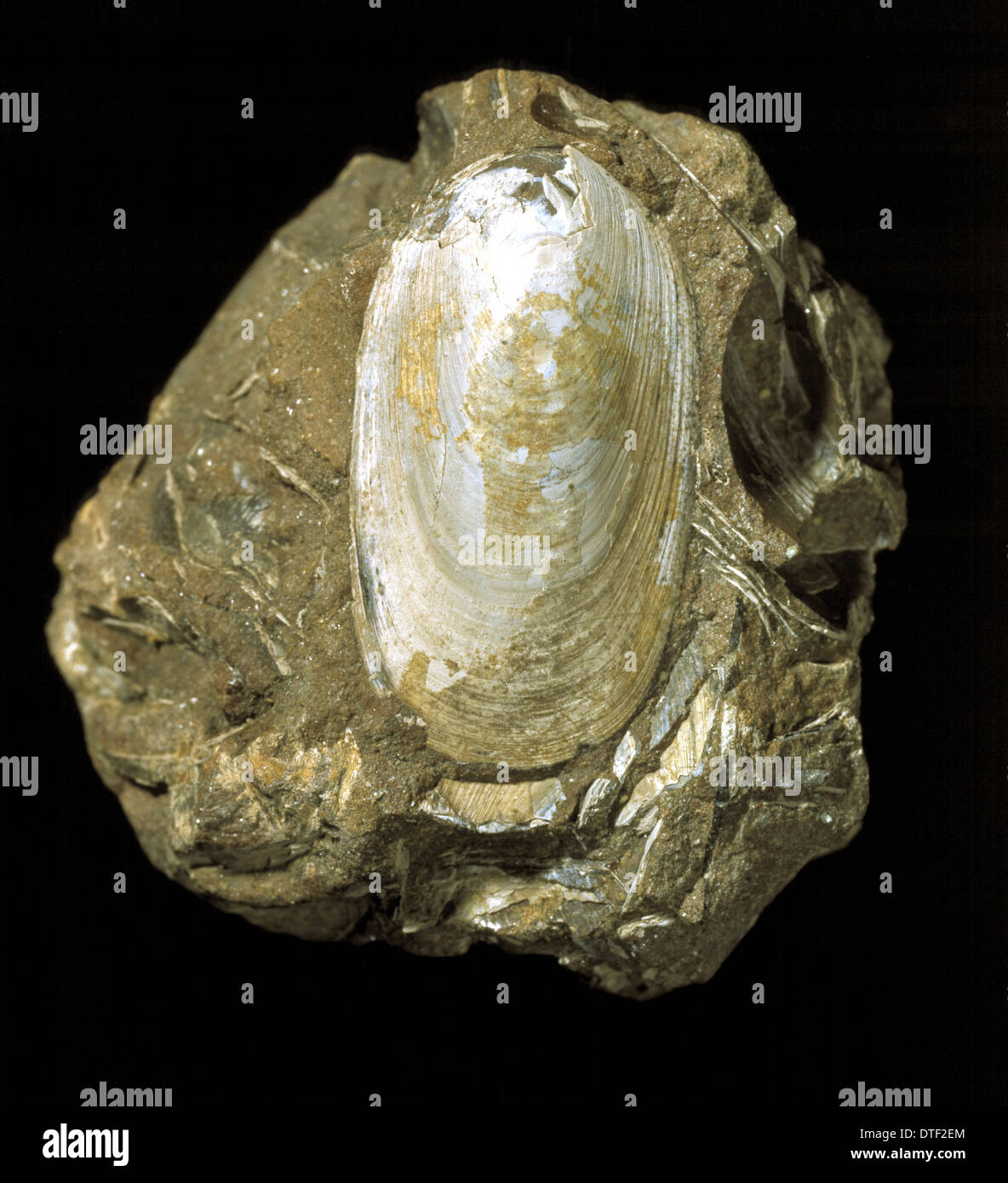 Lingula brachiopod Banque de photographies et d’images à haute ...