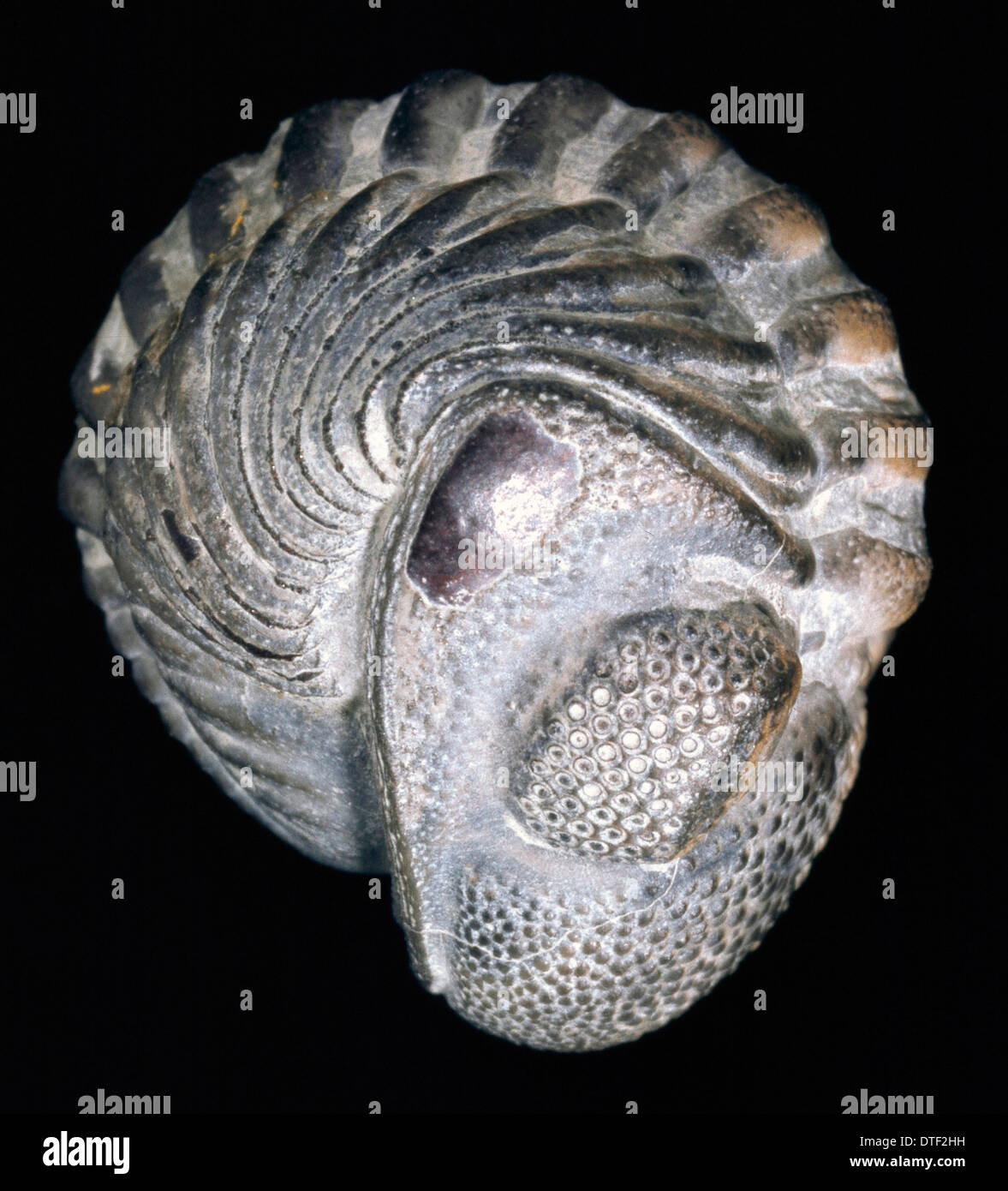 Phacops fossil trilobite Banque de photographies et d’images à haute ...