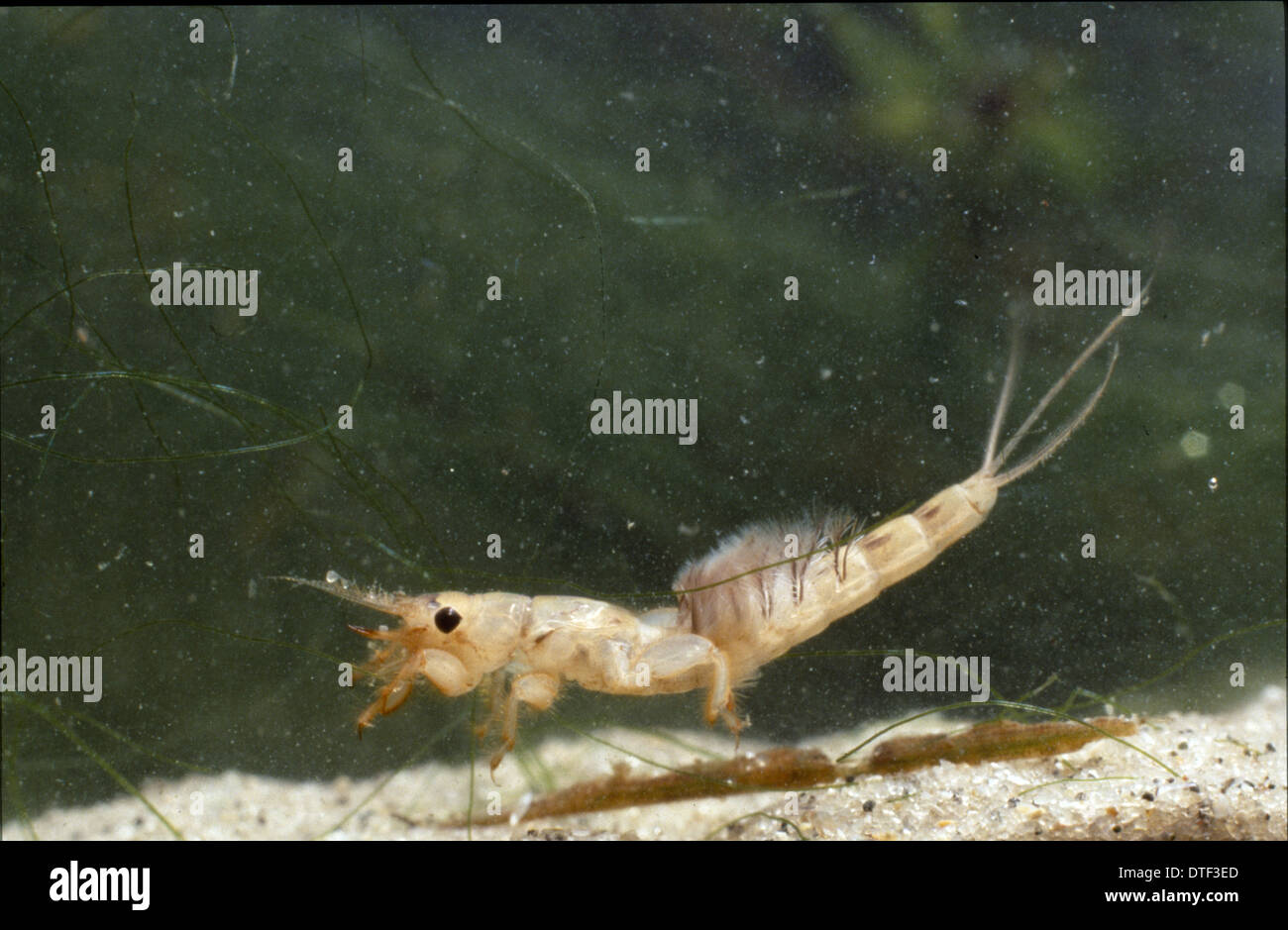 Ephemera danica mayfly larva Banque de photographies et d’images à ...