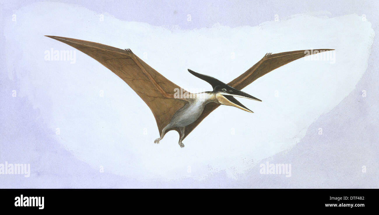 Pteranodon pterosaur Banque de photographies et d’images à haute résolution - Alamy