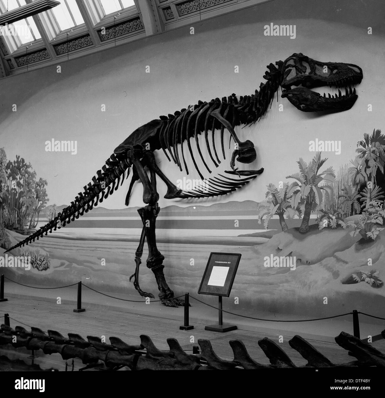 Tyrannosaurus rex anatomy Banque d'images noir et blanc - Alamy