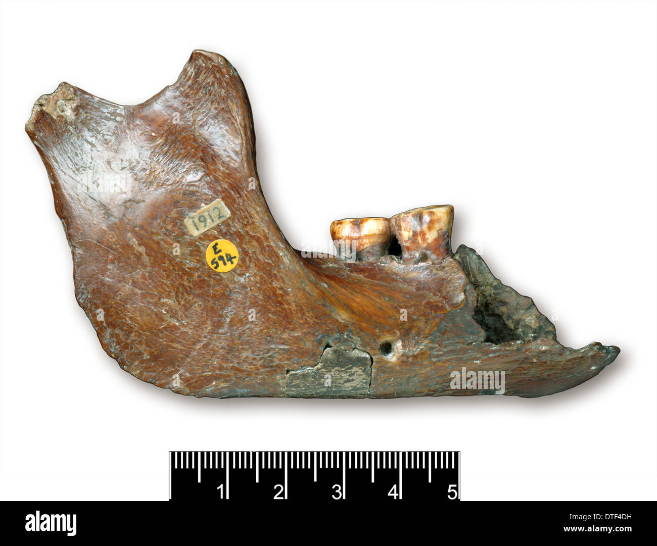 Fossile 1 Banque de photographies et d’images à haute résolution - Alamy