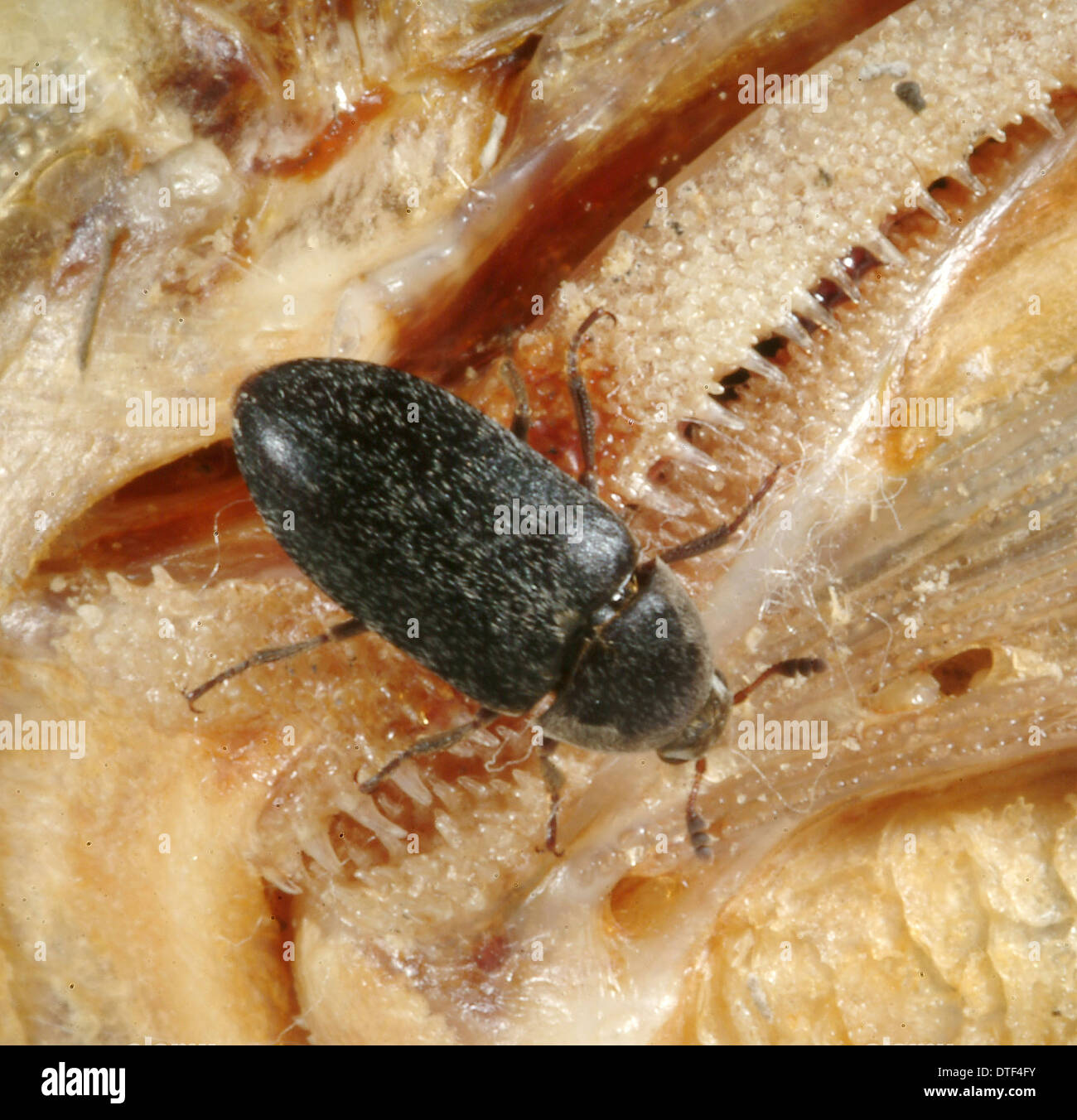 Dermestes maculatus Banque de photographies et d’images à haute ...