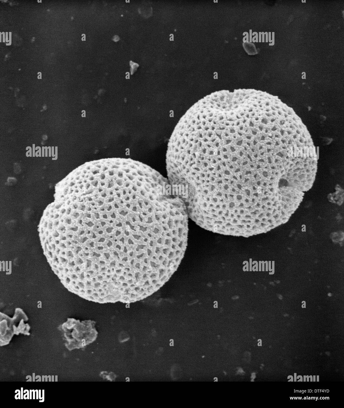 Fraxinus excelsior, le frêne pleureur le pollen Photo Stock - Alamy