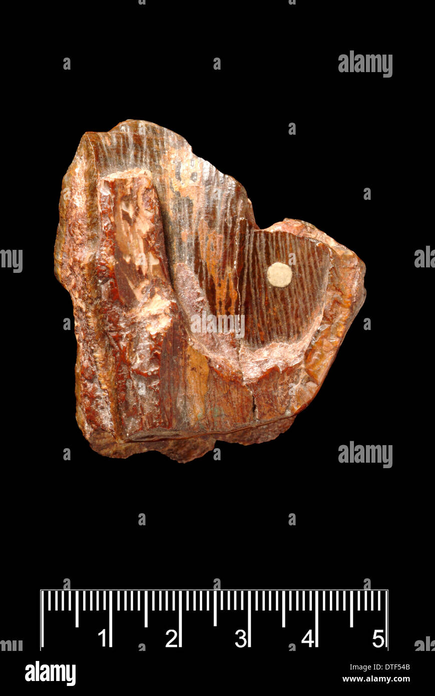 Piltdown man Banque de photographies et d’images à haute résolution - Alamy