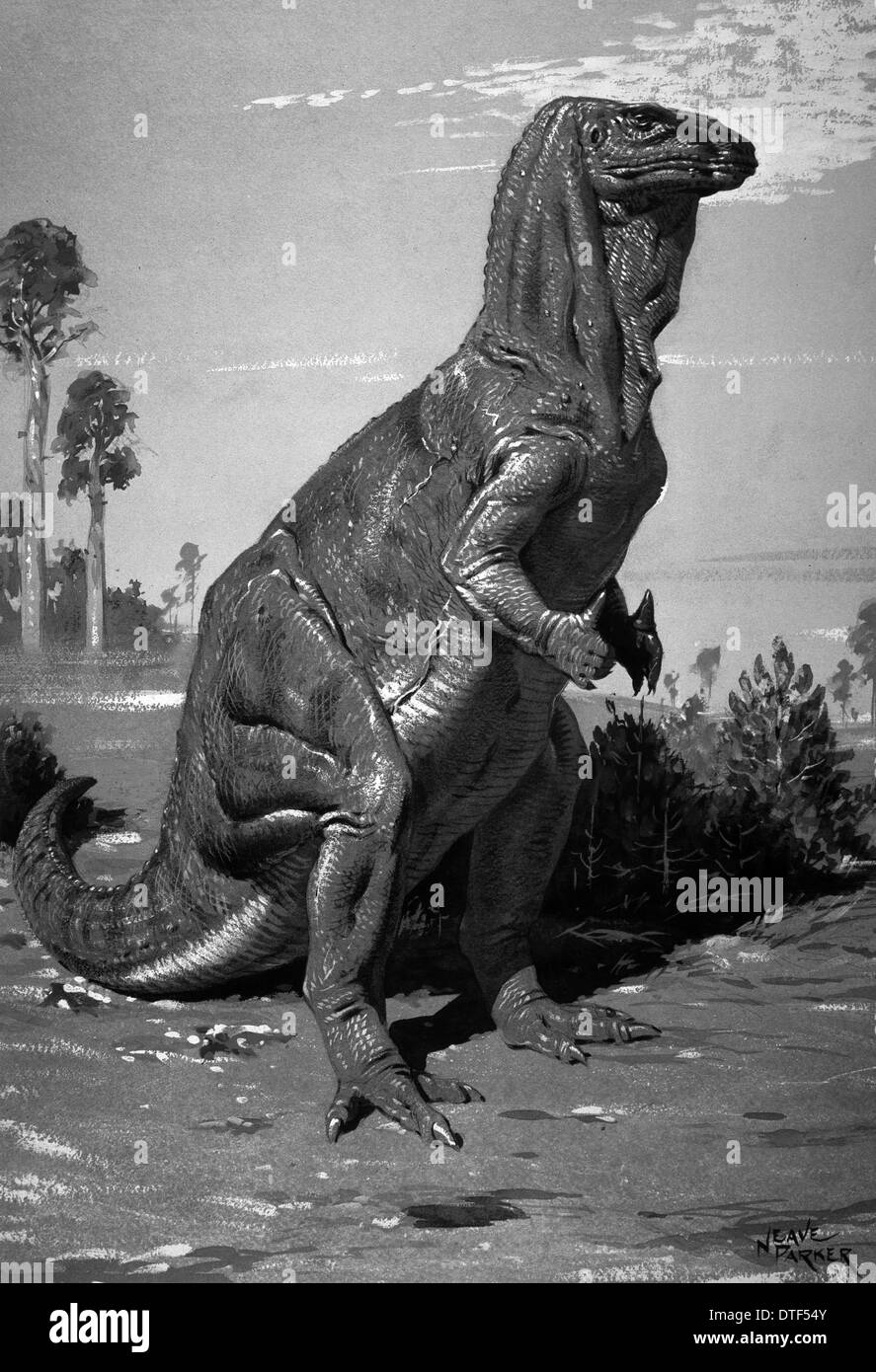 Dinosaur extinct iguanodon illustration Banque d'images noir et blanc ...