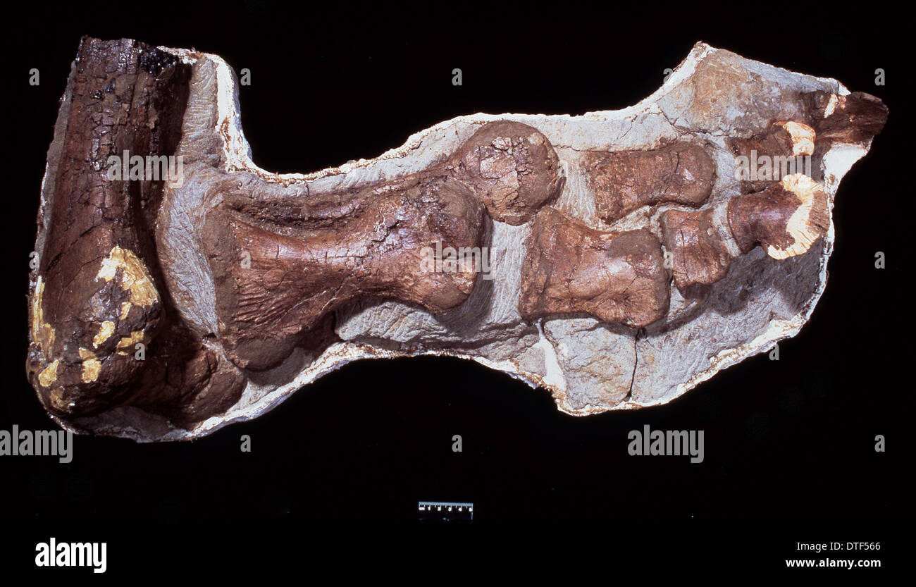 Anatosaurus edmontosaurus Banque de photographies et d’images à haute ...