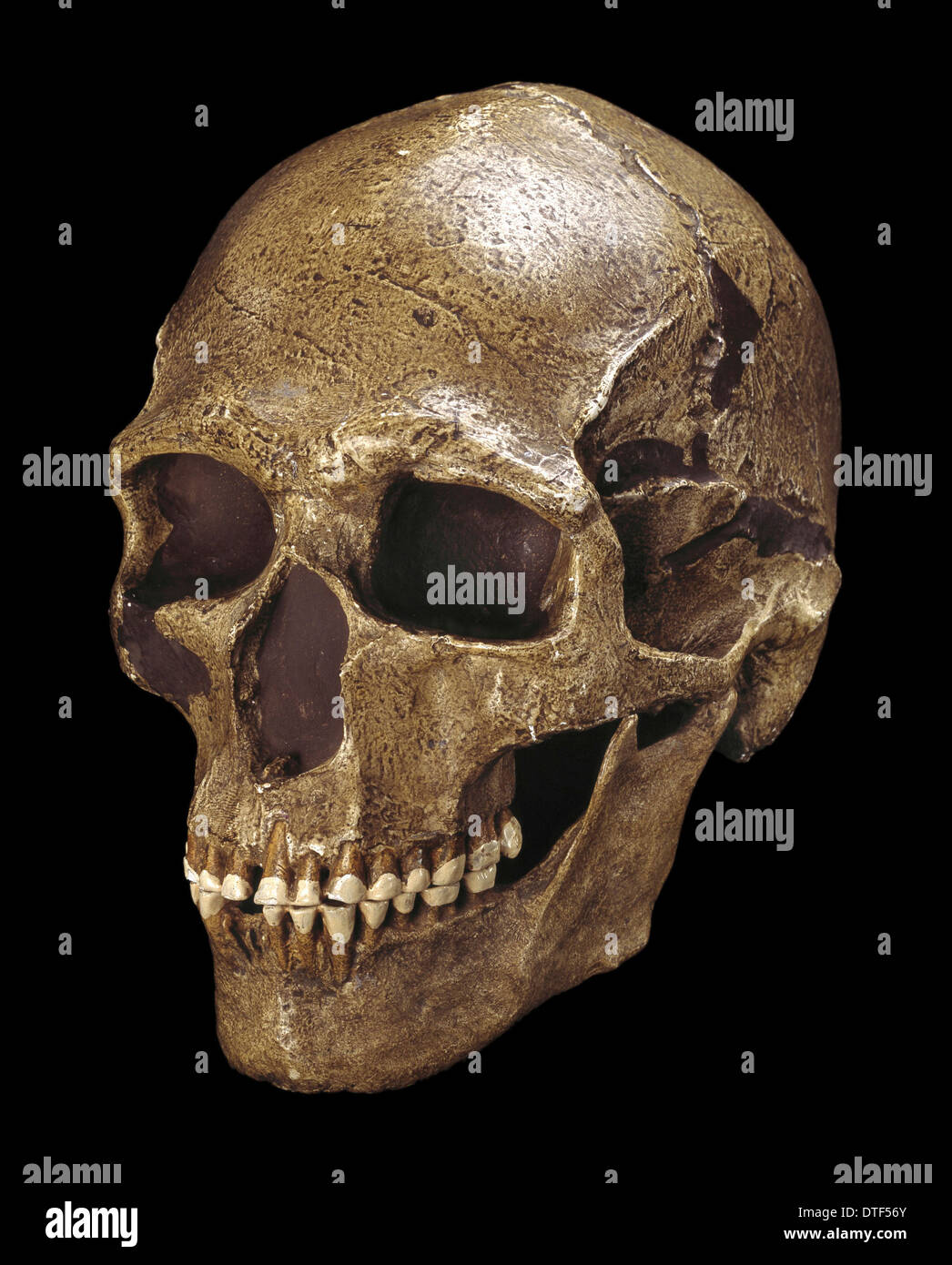 Homo sapiens skull Banque de photographies et d’images à haute ...