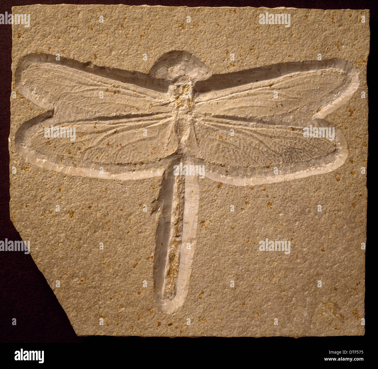 Libellule Fossile Banque d'image et photos - Alamy