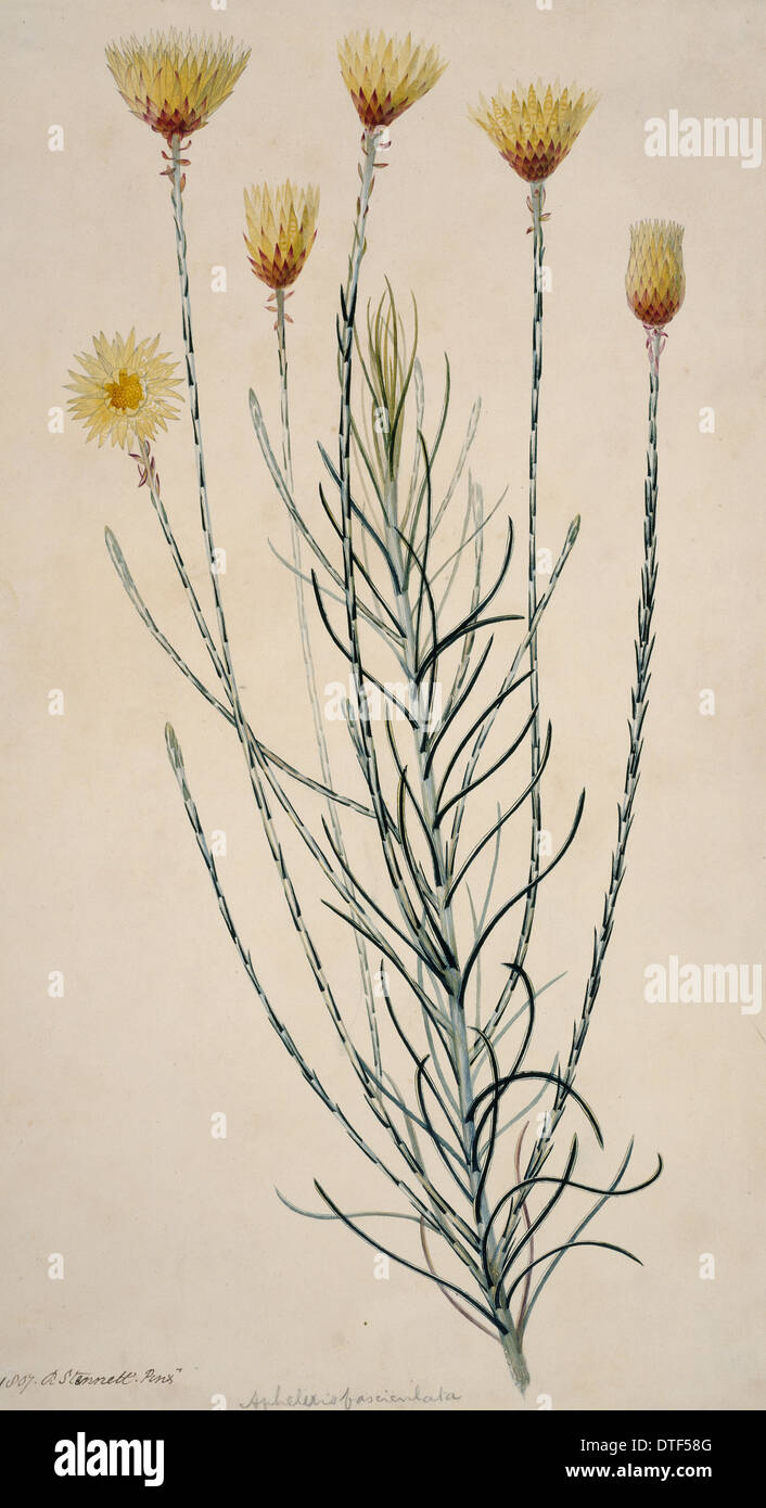 Edmondia sesamoides Banque de photographies et d’images à haute ...