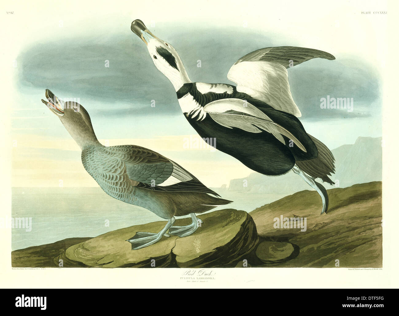 Canard Labrador Banque d'image et photos - Alamy