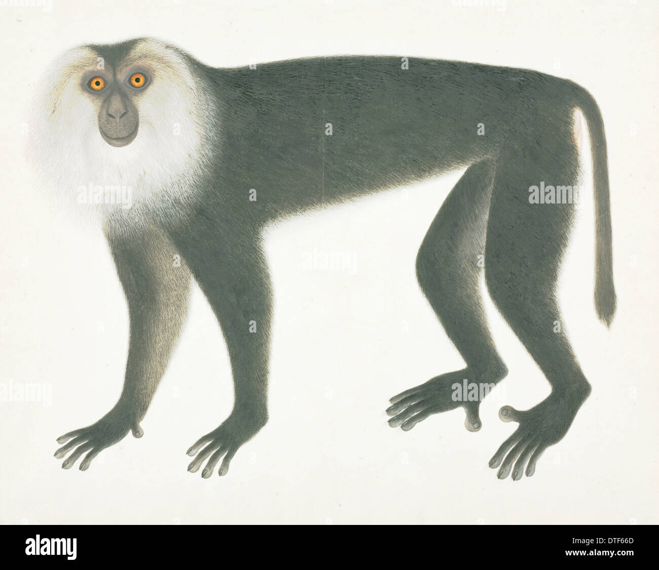 Dessin de macaque Banque de photographies et d’images à haute ...