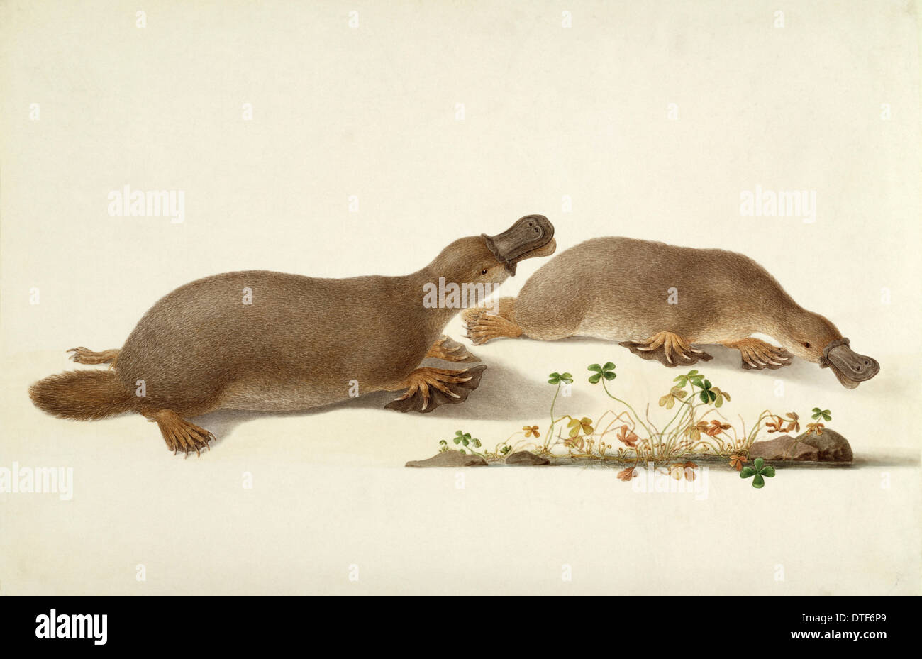 Ornithorhynchus anatinus illustration Banque de photographies et d ...