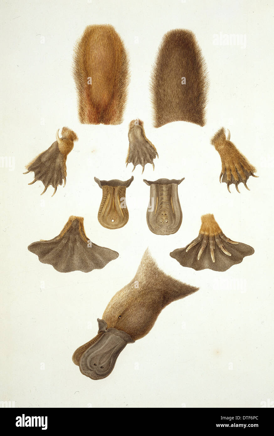 Anatomia di ornithorhynchus anatinus Banque de photographies et d ...
