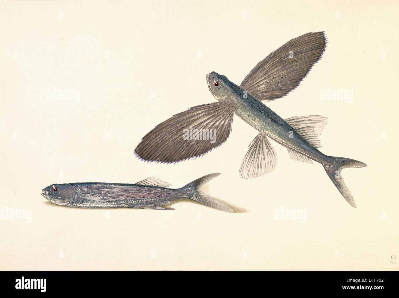 Flying fish are beloniformes Banque de photographies et d’images à ...