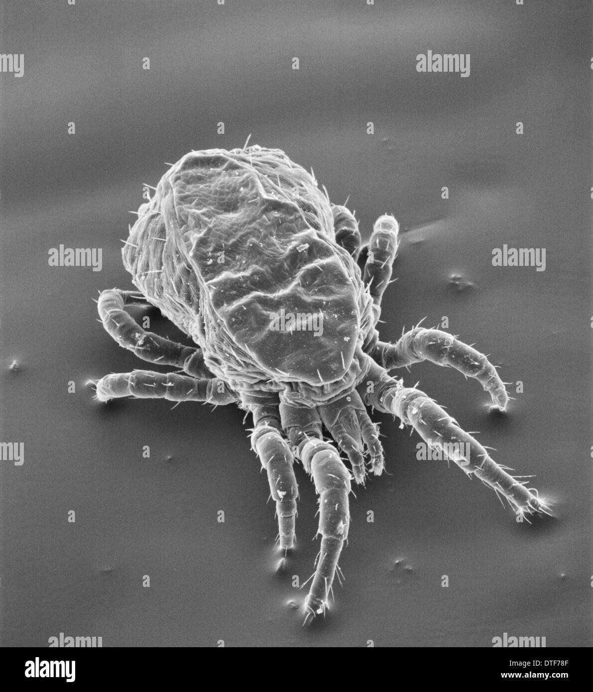 Acarien de poulet Banque d'images noir et blanc - Alamy