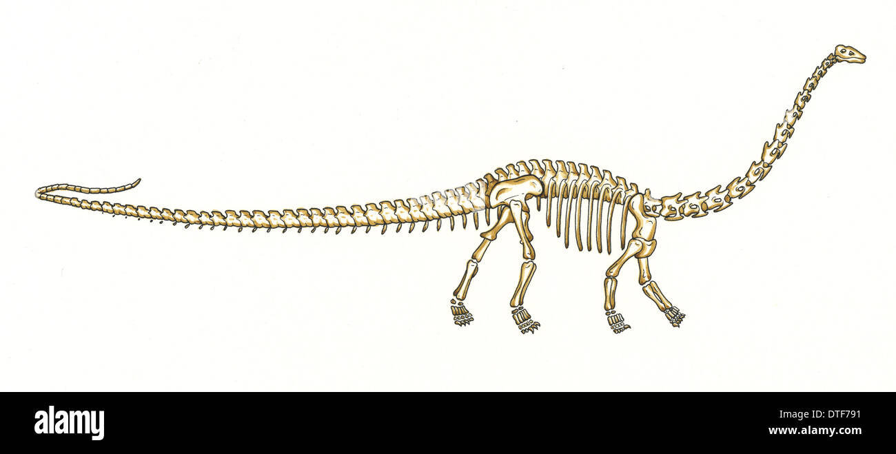 Squelette de Diplodocus Photo Stock - Alamy