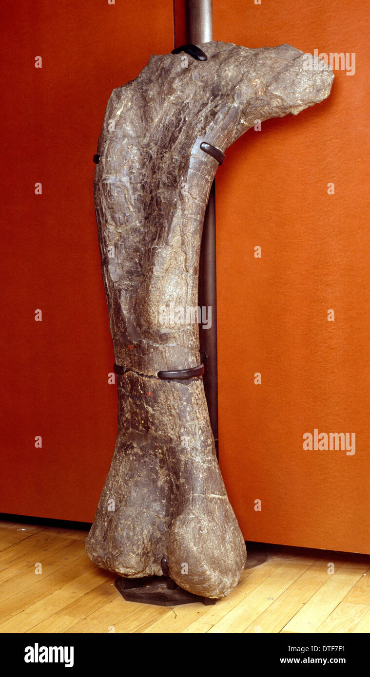 Brontosaurus apatosaurus Banque de photographies et d’images à haute ...