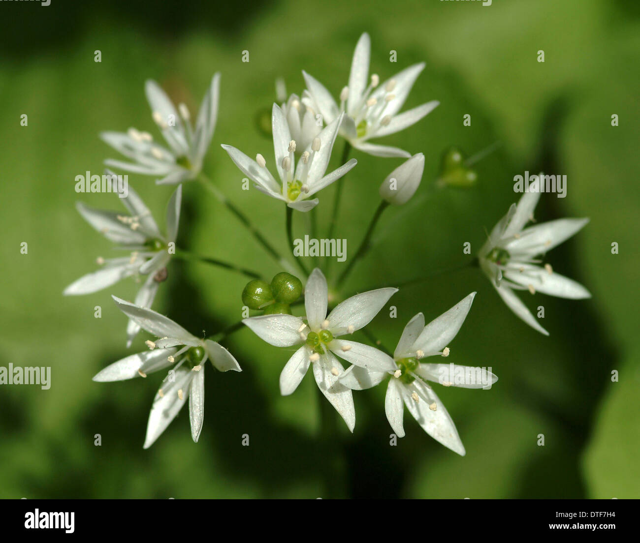 Floraison ail sauvage allium ursinum Banque de photographies et d ...