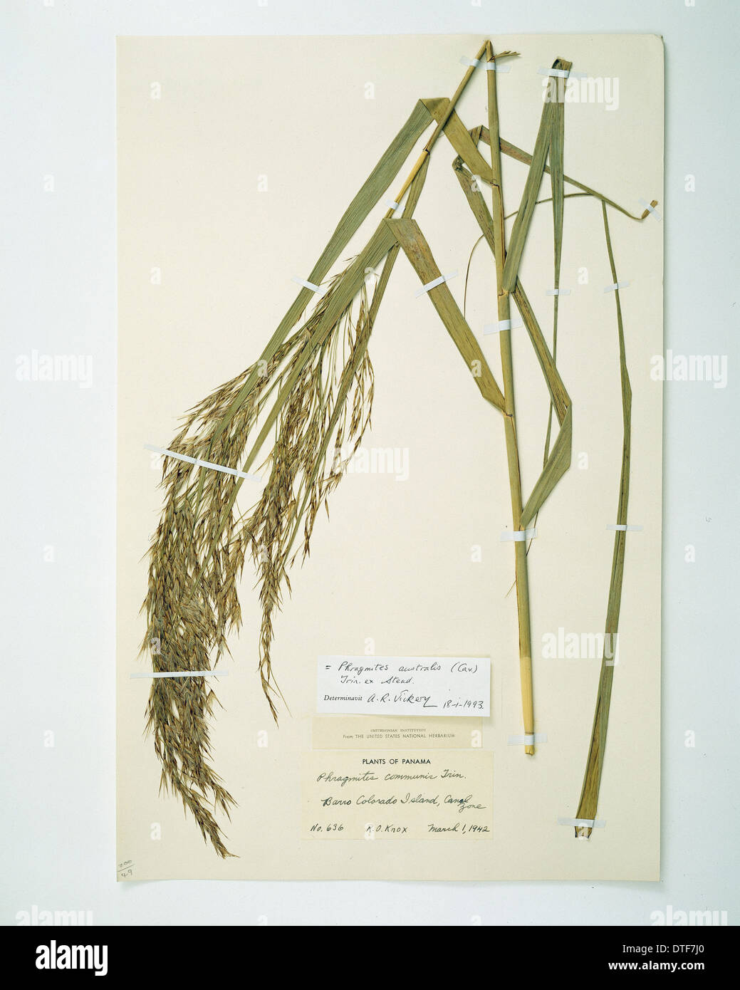 Phragmites australis cav Banque de photographies et d’images à haute ...