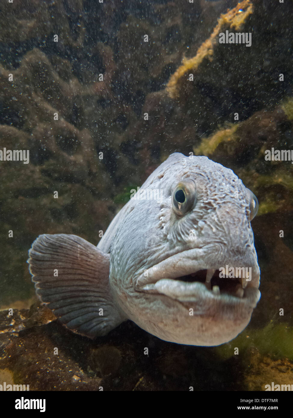 Wolf fish Banque de photographies et d’images à haute résolution - Alamy