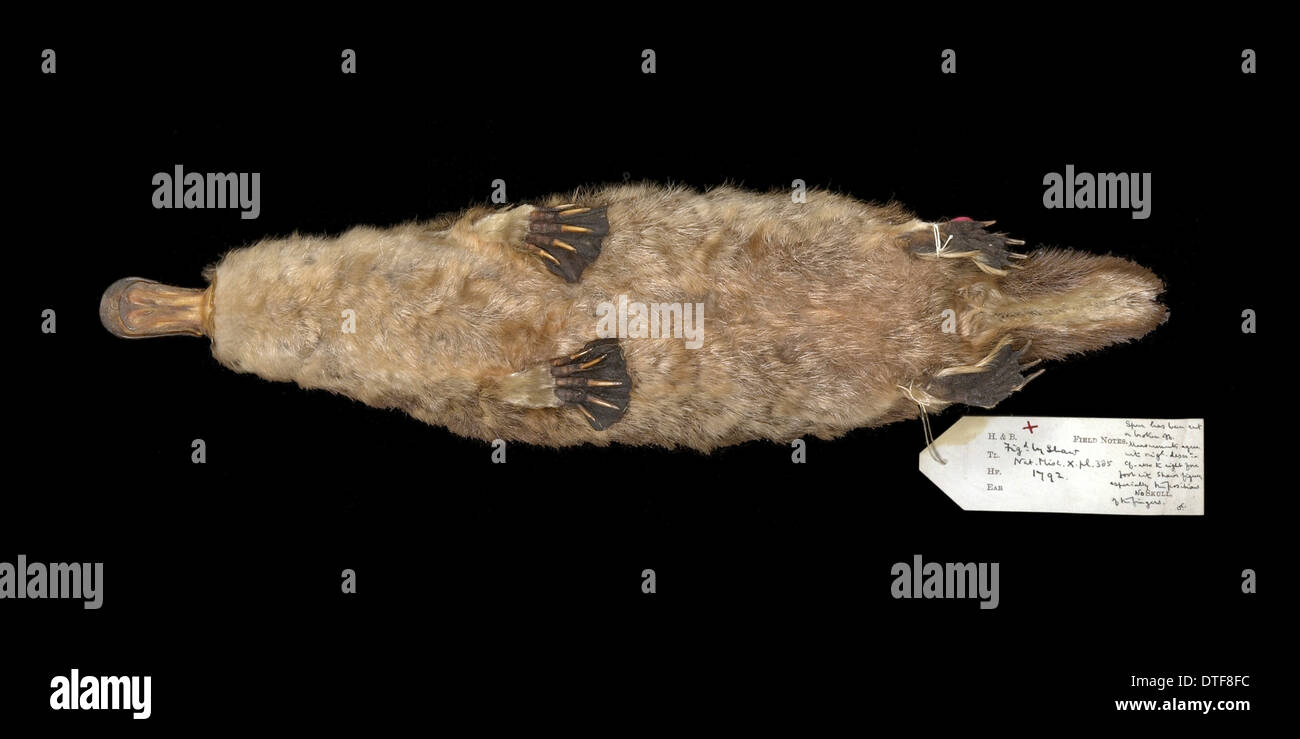 Anatomia di ornithorhynchus anatinus Banque de photographies et d ...