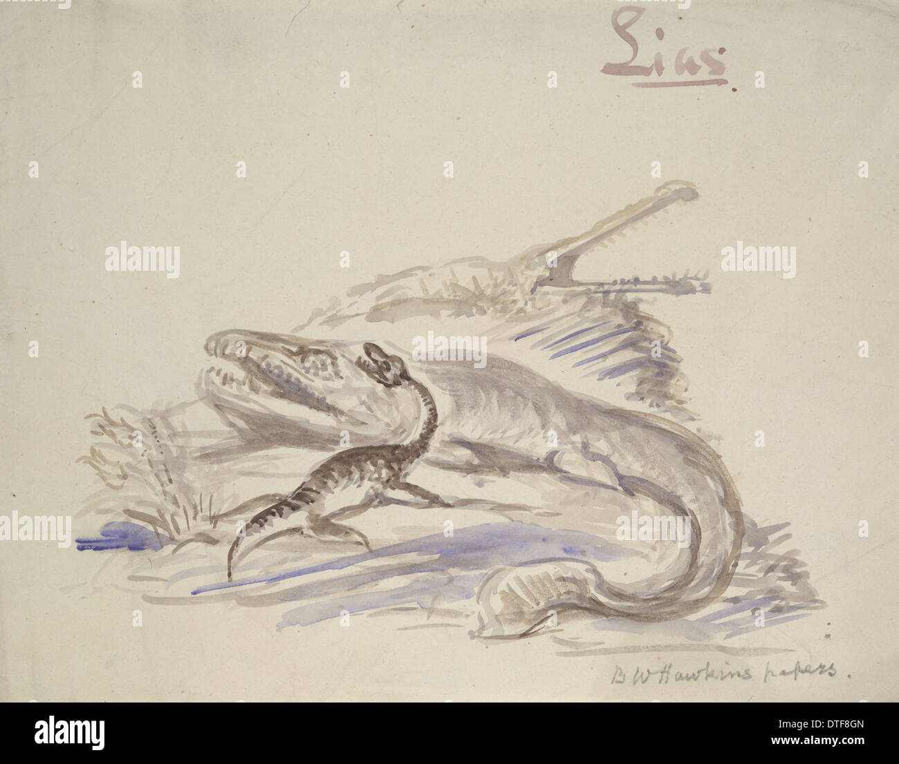 Ichthyosaurus plesiosaurus Banque de photographies et d’images à haute ...