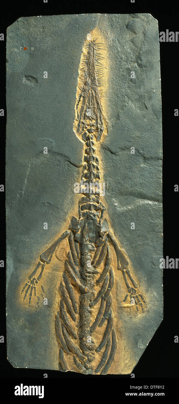 Mesosaurus fossil Banque de photographies et d’images à haute ...
