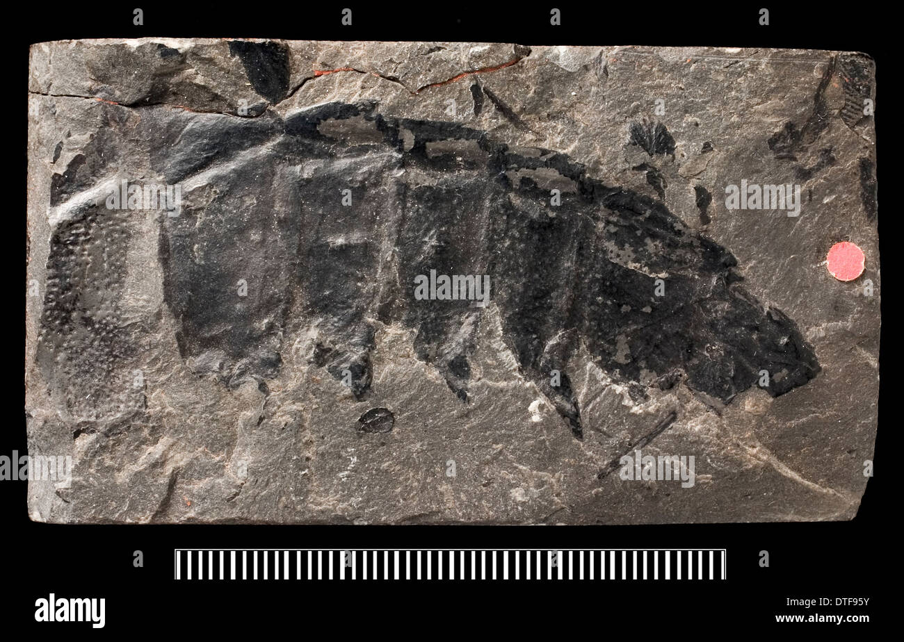 Giant fossil Banque de photographies et d’images à haute résolution - Alamy