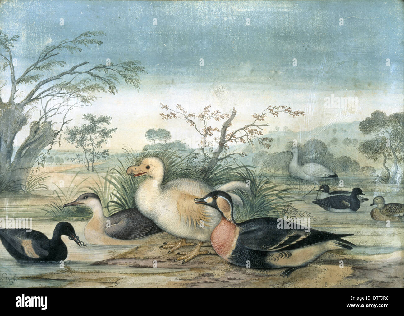 île de la réunion dodo Banque de photographies et d’images à haute ...