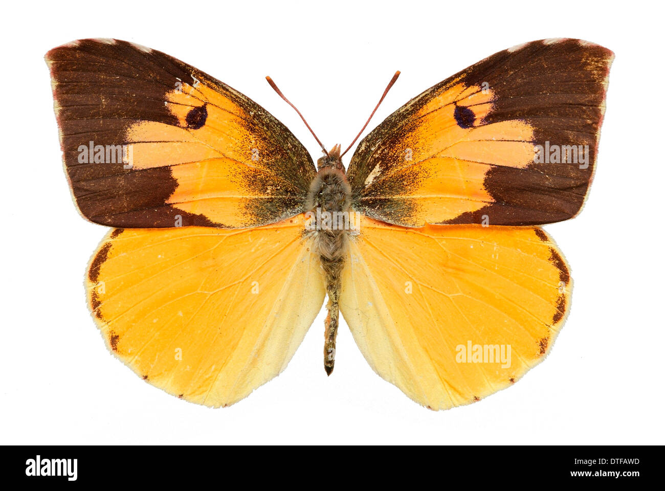 Zerene eurydice Banque de photographies et d’images à haute résolution ...