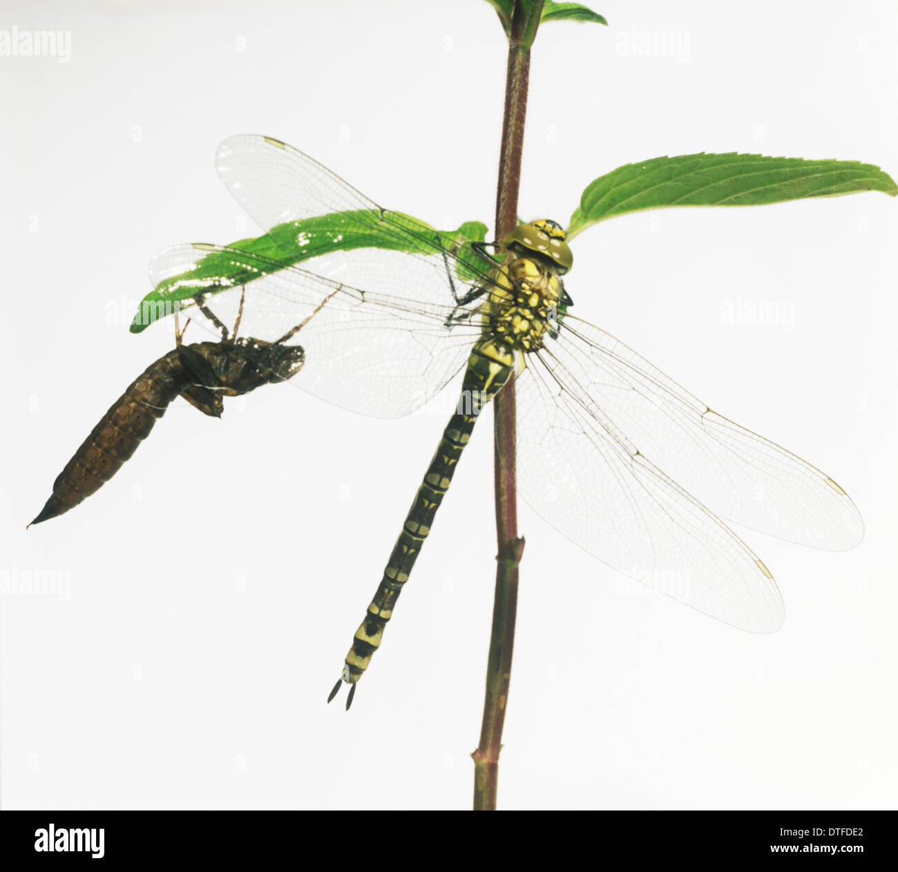 Ordre des odonates Banque de photographies et d’images à haute ...