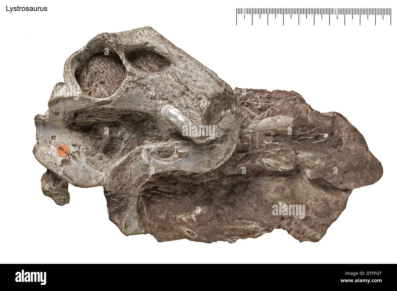 Dicynodont Banque d'image et photos - Alamy