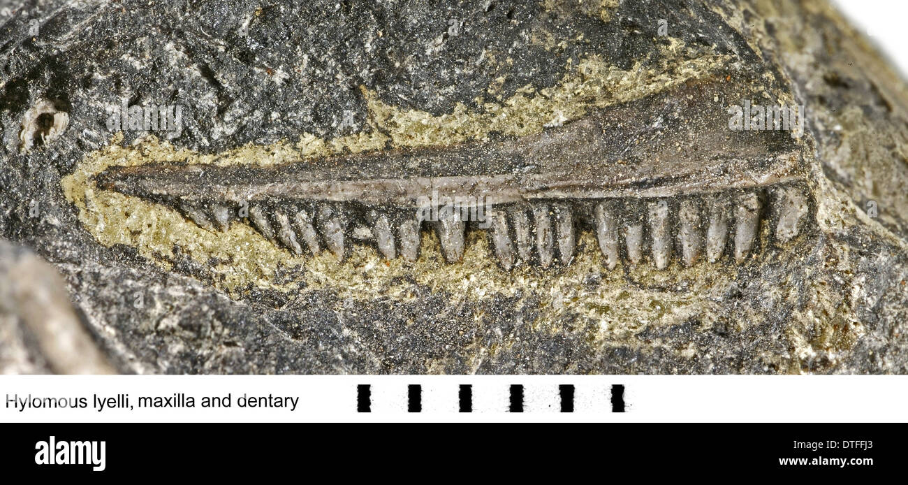 Hylonomus lyelli Banque de photographies et d’images à haute résolution ...