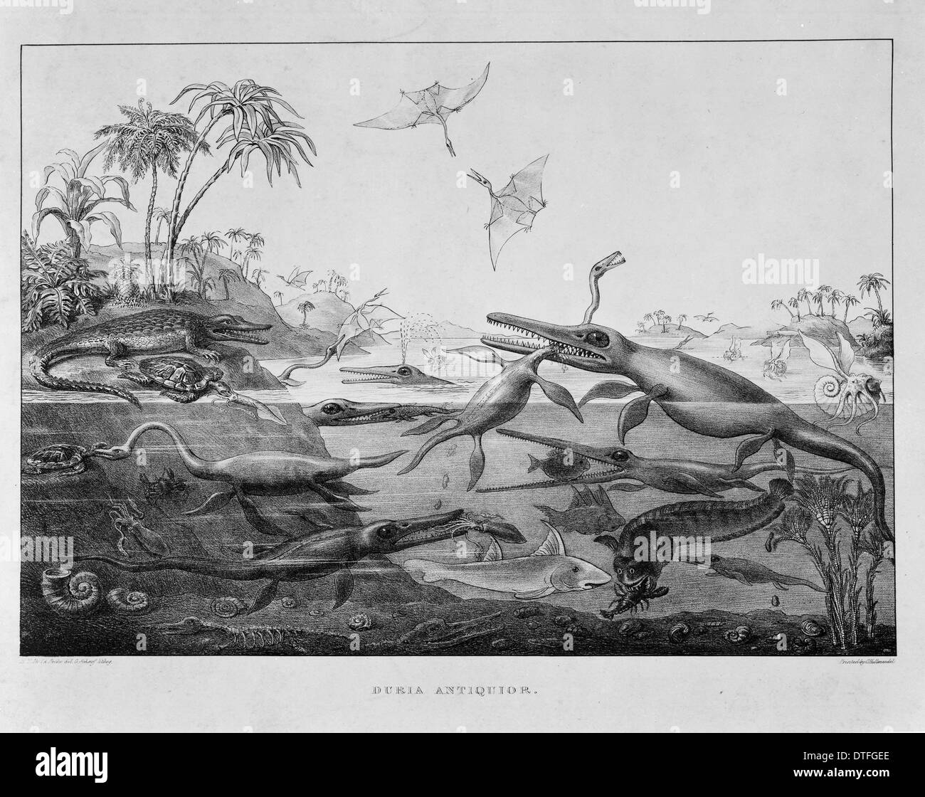 Ichthyosaurus plesiosaurus Banque de photographies et d’images à haute ...