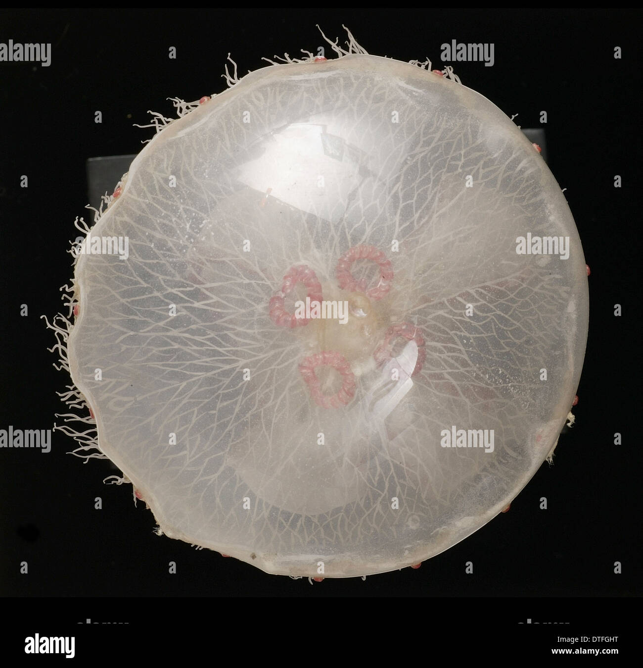 Méduse lune aurelia aurita Banque de photographies et d’images à haute ...