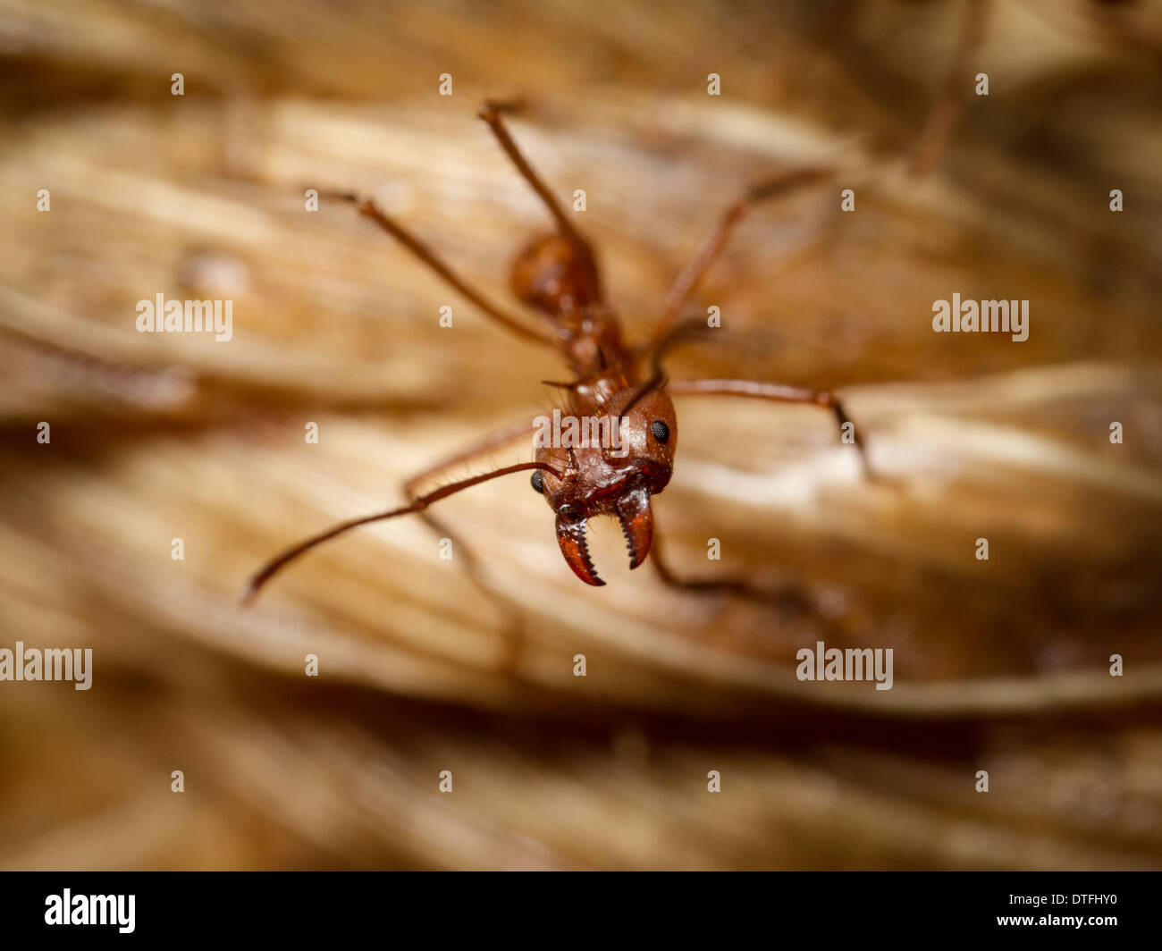Fourmis Soldat Banque d'image et photos - Alamy
