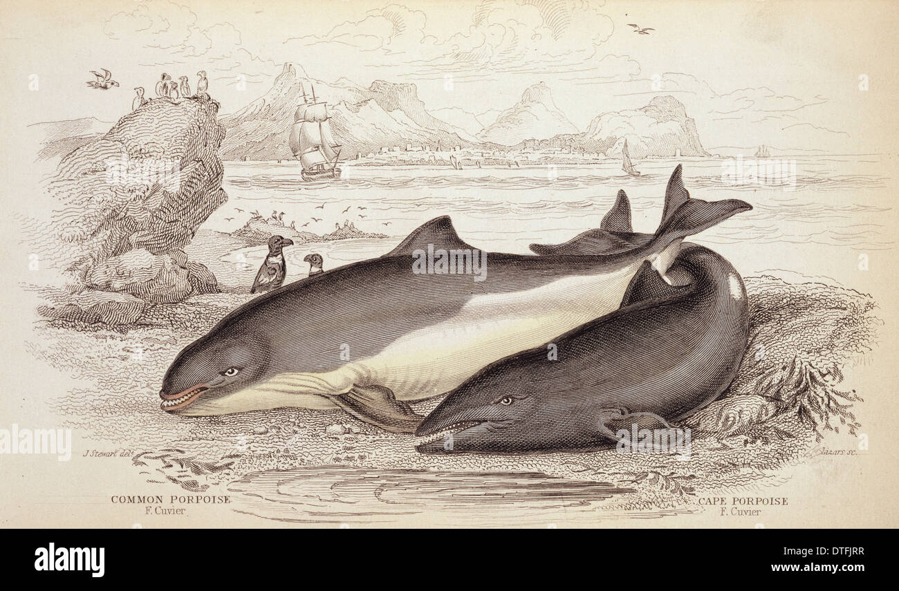 Porpoise drawing Banque de photographies et d’images à haute résolution ...