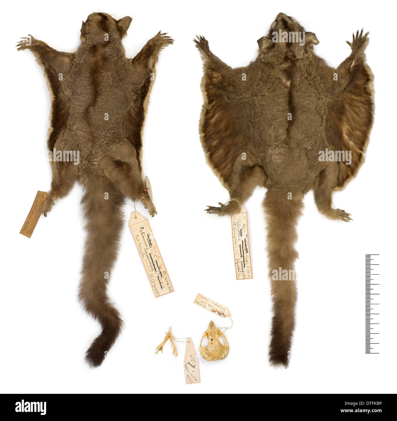 Petaurus Breviceps Banque d'image et photos - Alamy