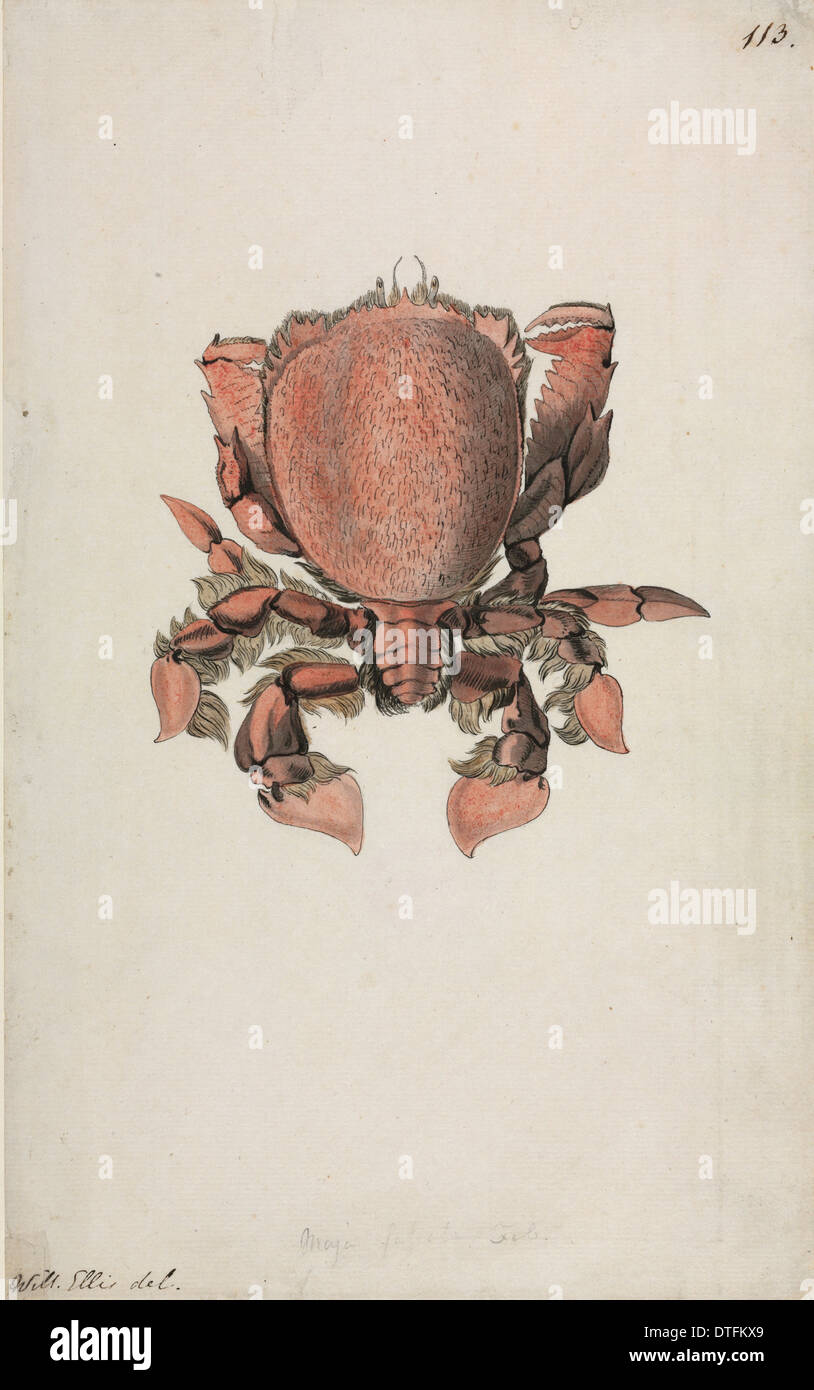 Ranina ranina Banque de photographies et d’images à haute résolution ...