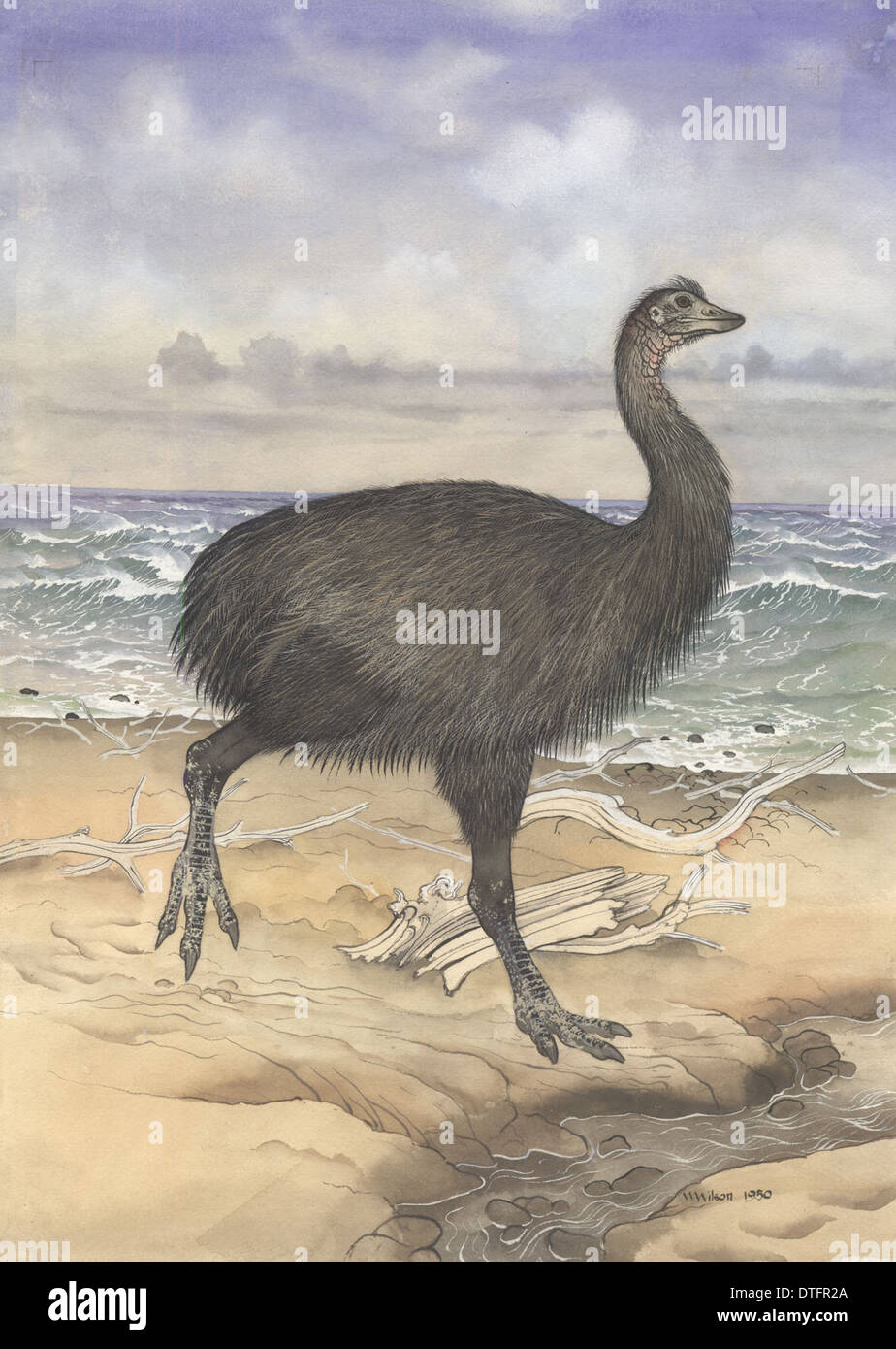 Elephant bird of madagascar Banque de photographies et d’images à haute ...